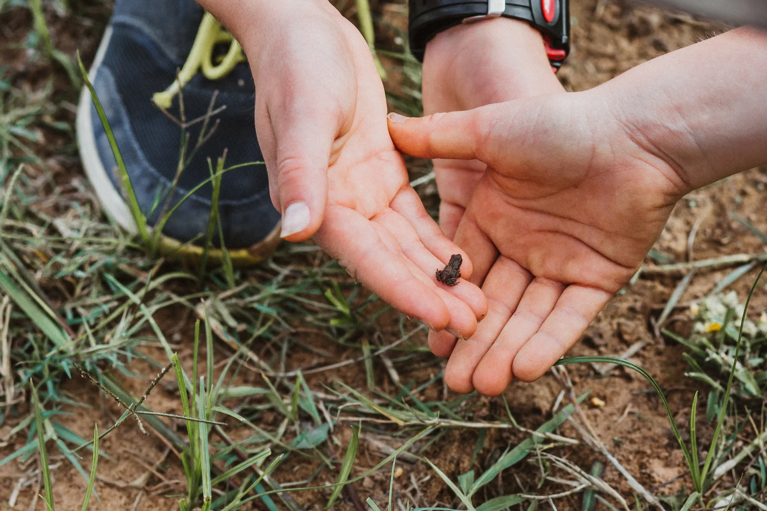 The Ultimate bucket list Safari for children - Nurture Africa Campaigns